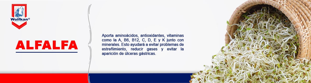 Inicio - Alimento Wolfkan - Alimento para Perro